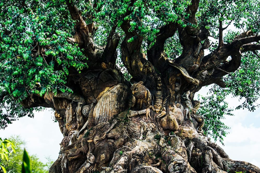 The Story Behind Animal Kingdom’s Tree of Life